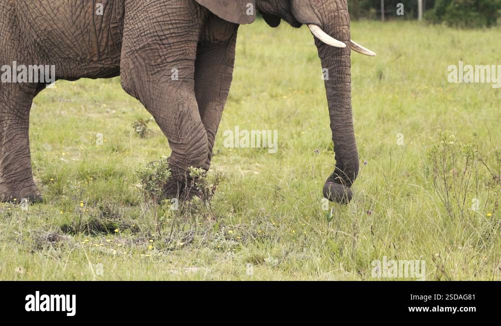Wild African elephant using the trunk to eat green grass and weed from ...
