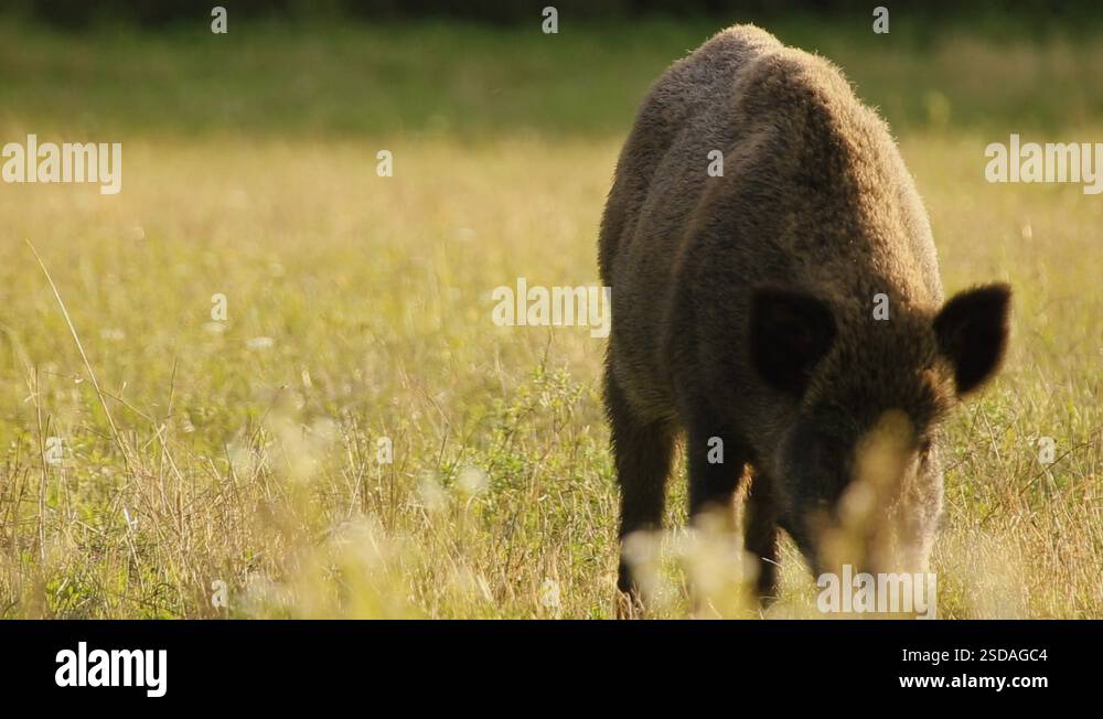 Beautiful View of Wild Boar Eating in a Field of Grass With Herd in the ...