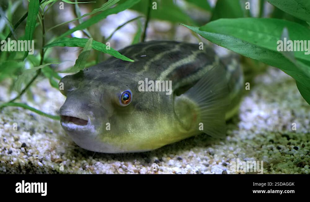 Puffer fish ( Tetraodontidae ) lying on river bed motionlessly. Side ...