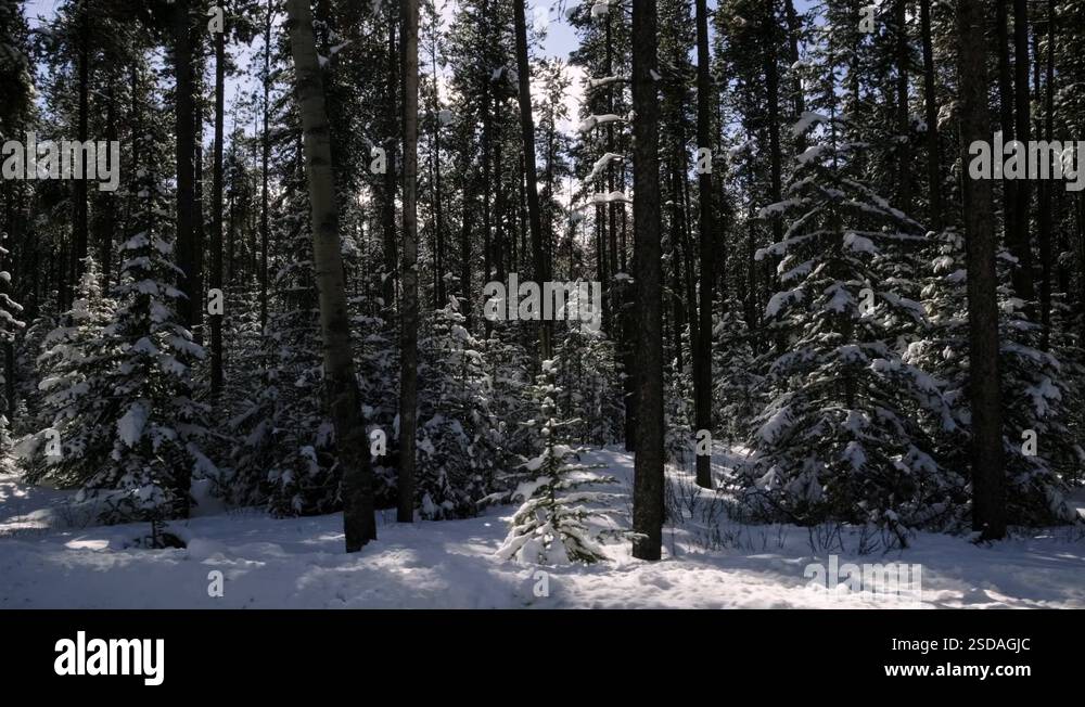 Snow Covered Trees Of All Sizes In A Mountain Trail - moving wide shot ...