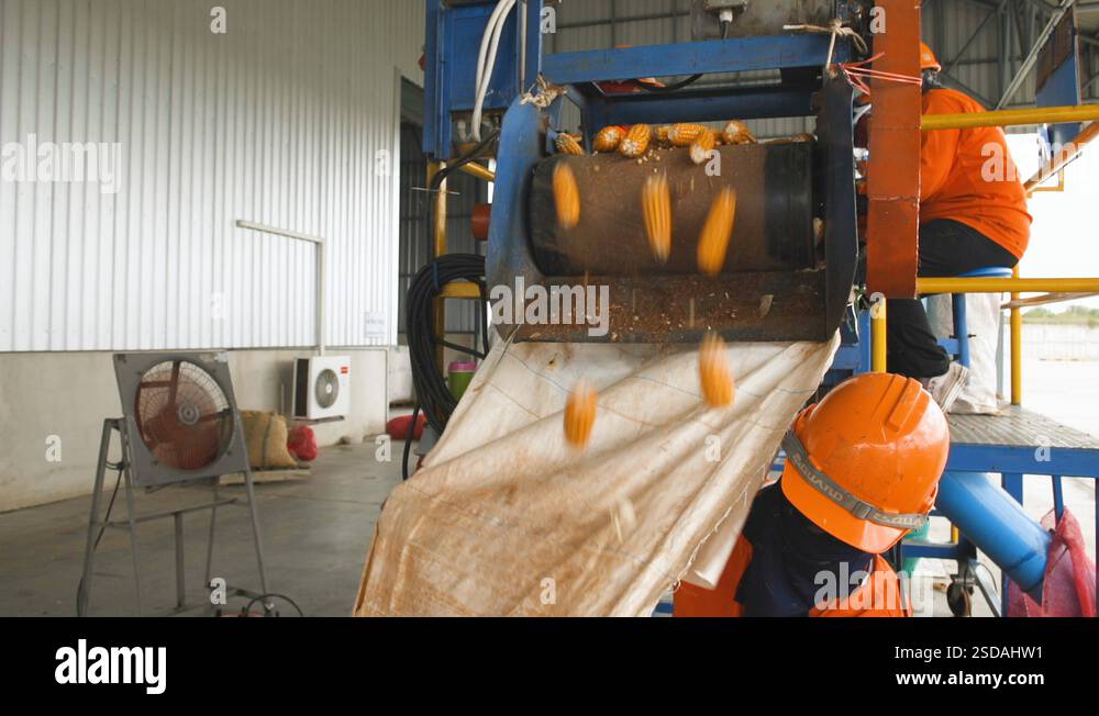 Factory workers sort out ears of corn. Selected ears of corn move along ...