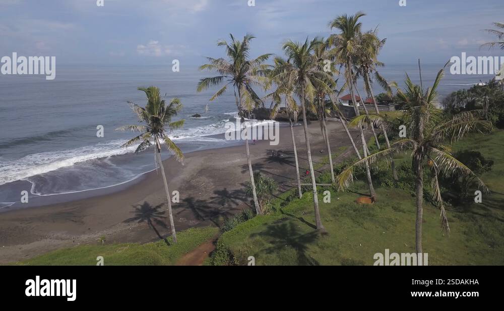 Aerial view of palms at the beach Stock Video Footage - Alamy