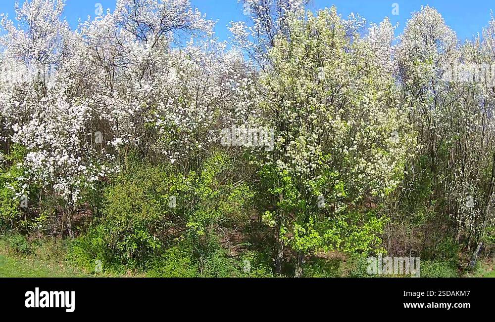 Aerial camera view rises and moves laterally in front of stand of wild ...