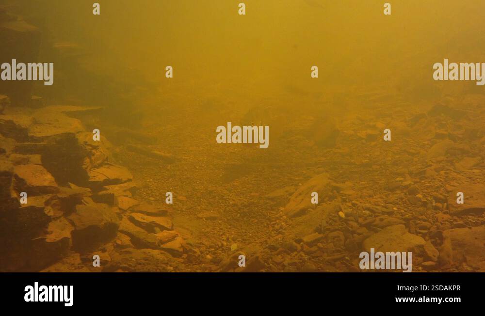 Fish (sunfish and blacknose dace) swim in silt laden water Stock Video ...