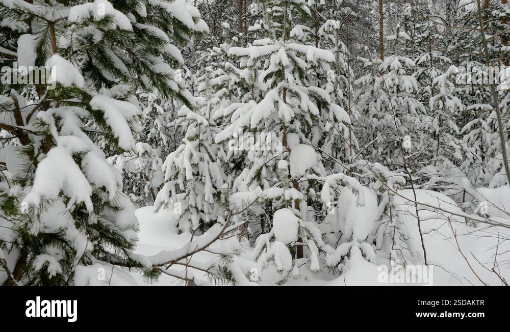 Snowy winter forest. Tree branches covered with snow. 4K Stock Video ...