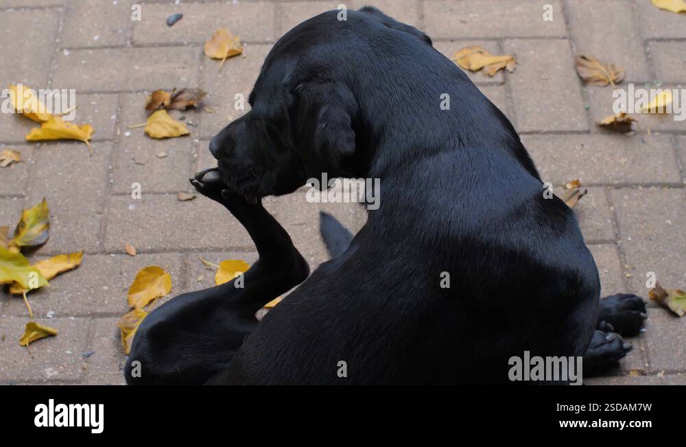 Black labrador cleaning her feet outside Stock Video Footage - Alamy