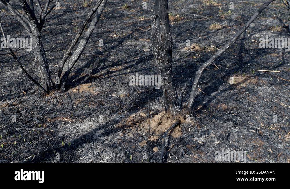 Scorched earth and tree trunks after a spring fire in forest. Black ...