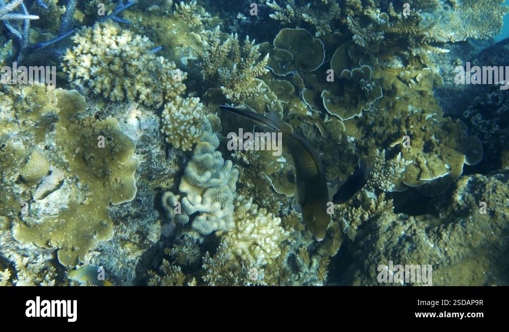 Adult cleaner wrasse irritating bigger brown parrot fish underwater ...