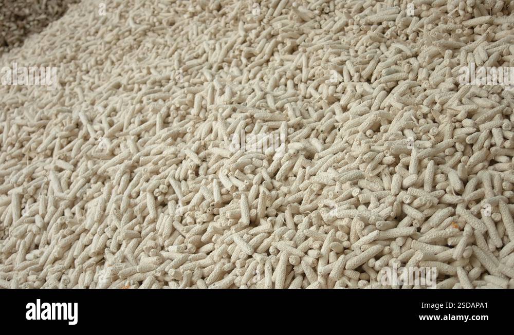 A mountain of maize corn waste at an agricultural production factory ...