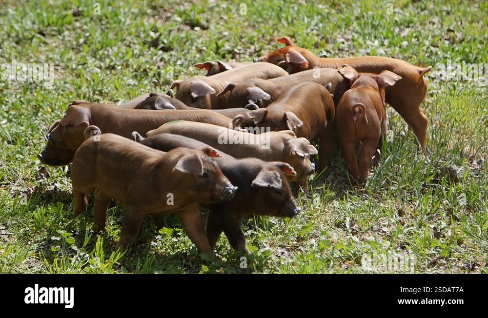 Well-fed free range brown piglets playing in the farmyard. Slow motion ...