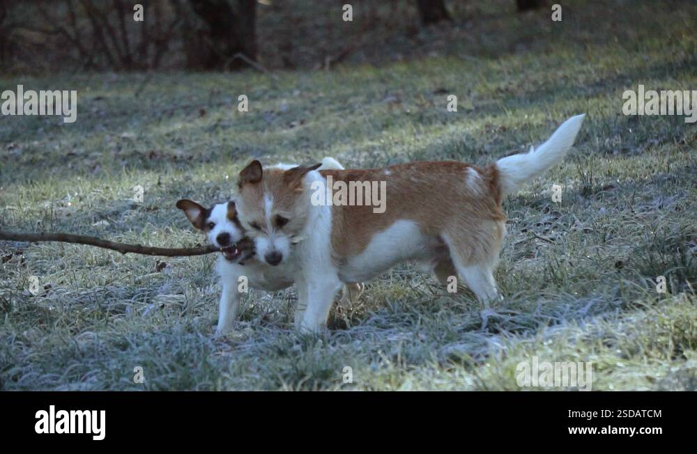 Two funny dogs with a stick Stock Video Footage - Alamy