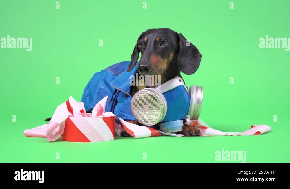 dachshund dog, wearing in a hazardous materials suit on chromakey ...