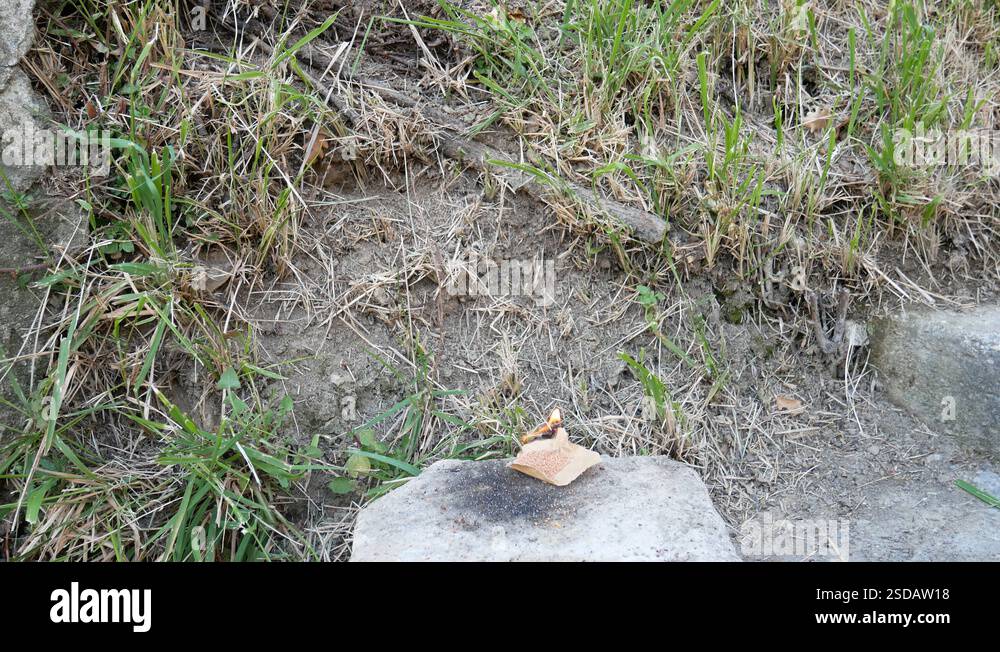 Gunpowder igniting and burning down. exlposives detonating on the ...