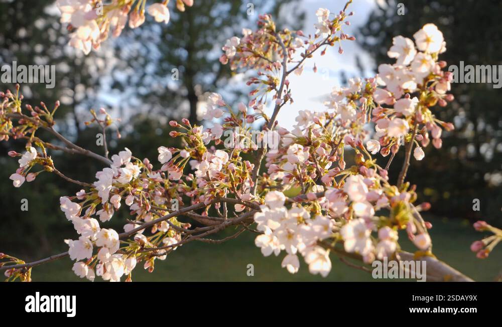 White sakura tree branch moving slowmotion in the wind Stock Video ...