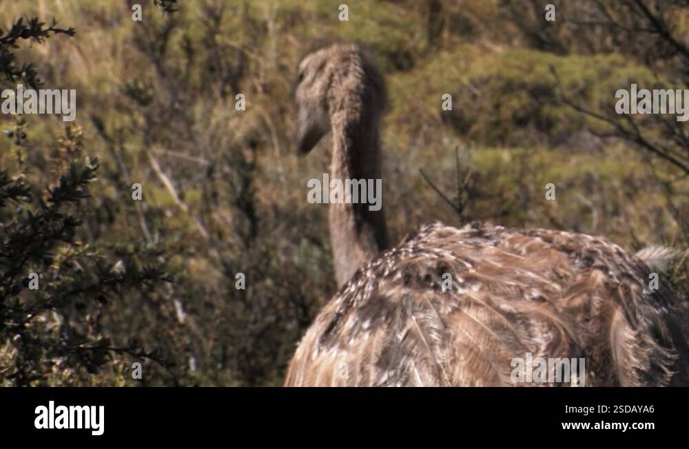 Rhea bird eating from a calafate bush in a green background in ...