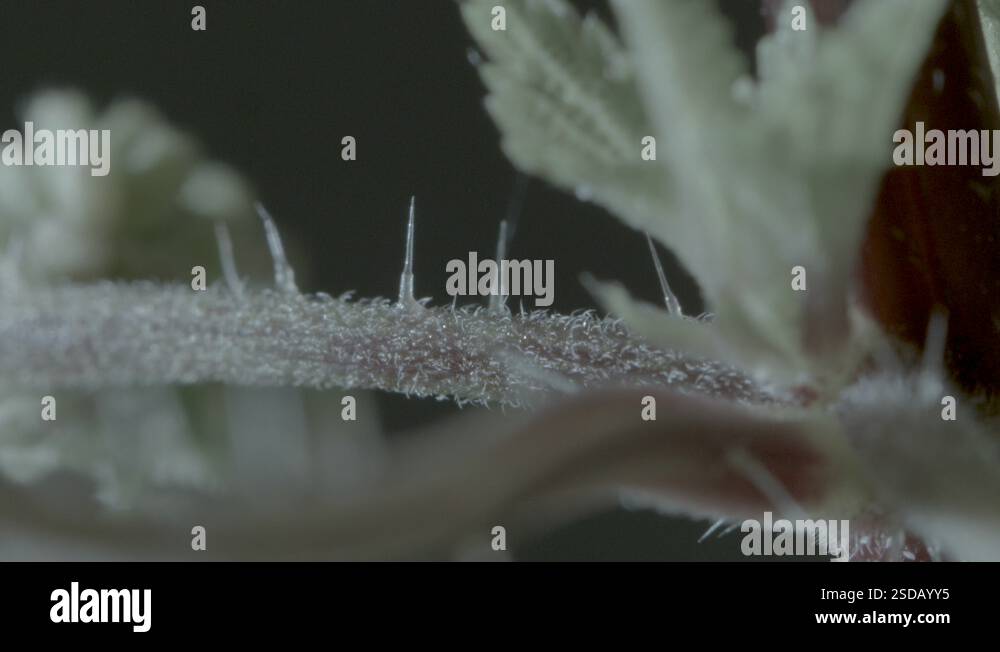 Texture stinging nettle Stock Videos & Footage - HD and 4K Video Clips ...