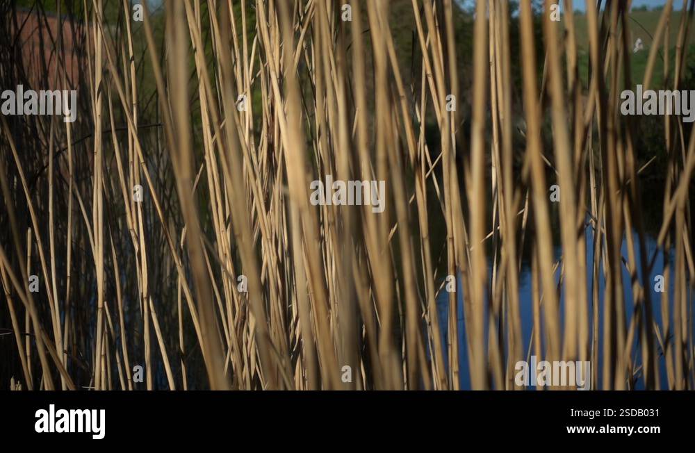 The wind blowing the woody stems of river rushes in slow motion Stock ...