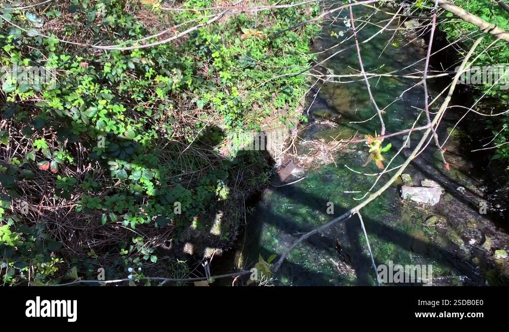 Shadow kiss Stock Videos & Footage - HD and 4K Video Clips - Alamy