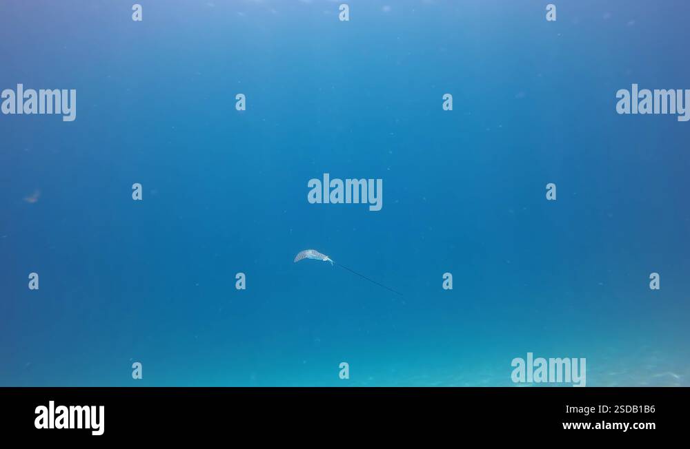Slow motion shot of spotted stingray swimming in blue sea, fish with ...
