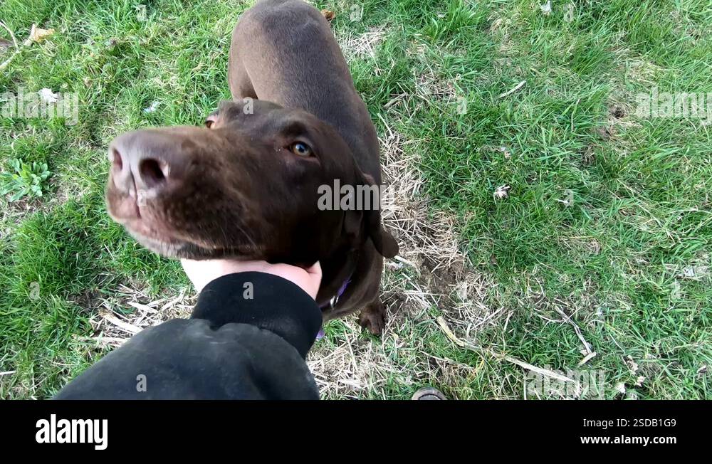 A Chocolate Labrador Is Happy And Wiggling Its Tail Upon Seeing Its ...