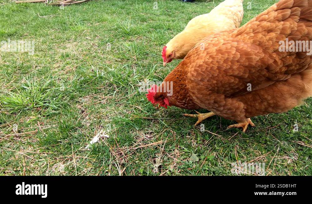 Domestic Chickens Pecking On The Grass At The Poultry Farm In Flat Rock ...