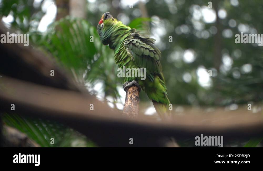 Slowmotion of Red Lored Amazon Parrot on Shaking Body and Feather on ...