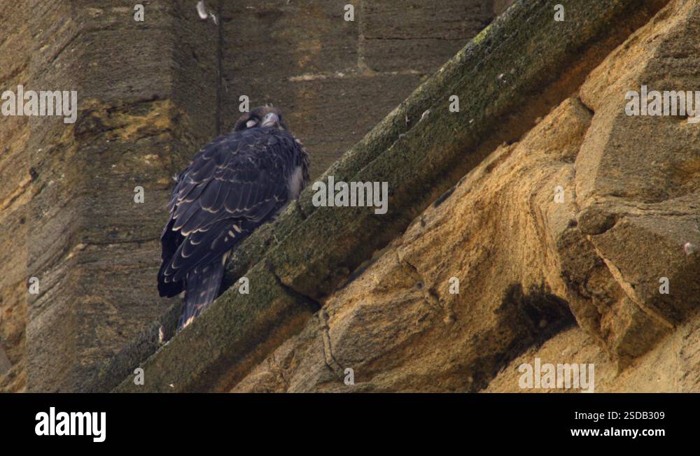 Peregrine falcon (Falco peregrinus) on building, Exeter, Devon, UK ...