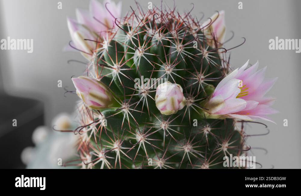 cactus flower names "Mammillaria sheldonii" blooming at sun rising as ...