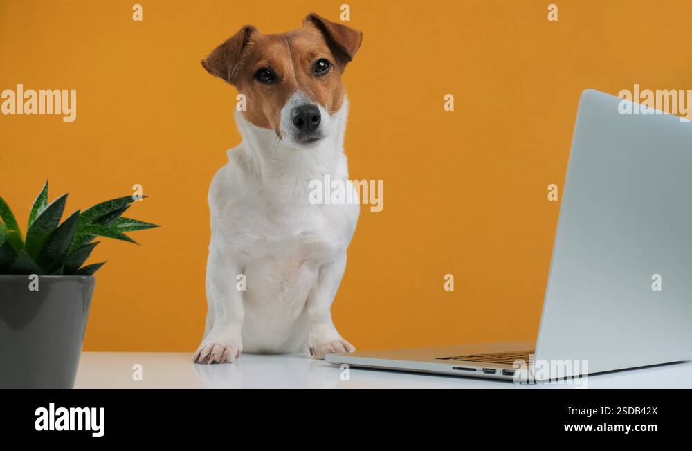 Portrait of dog breed Jack Russell Terrier yawns, stands on table front ...
