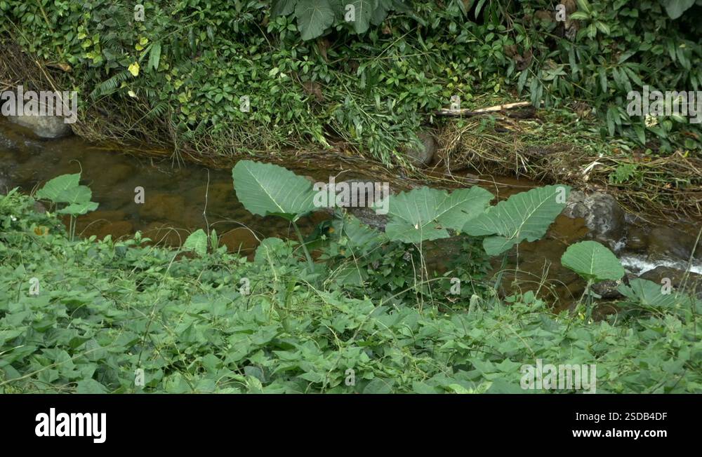 Lush green Hawaiian foliage lining a small clear refreshing brook near ...