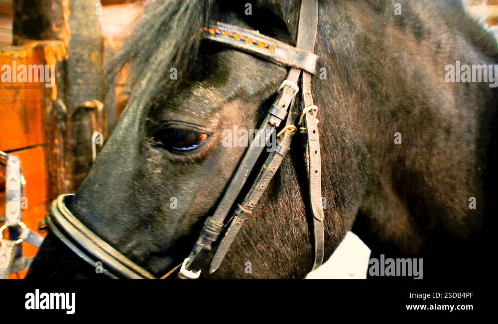 Closeup of a horse's head in a stable. the eyes of the animal Stock ...