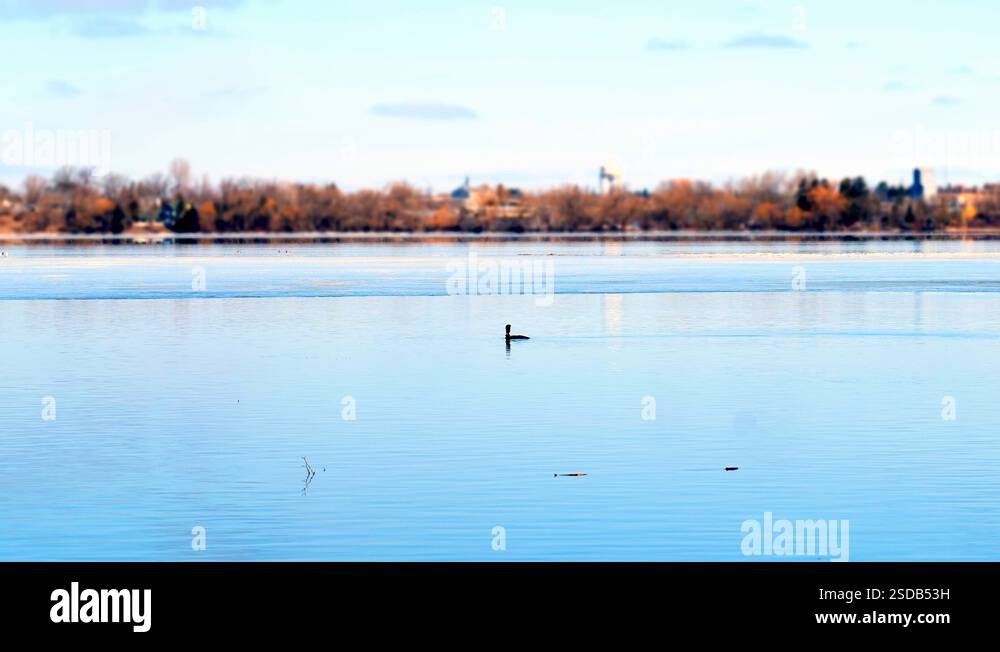 Common loon great northern Stock Videos & Footage - HD and 4K Video ...