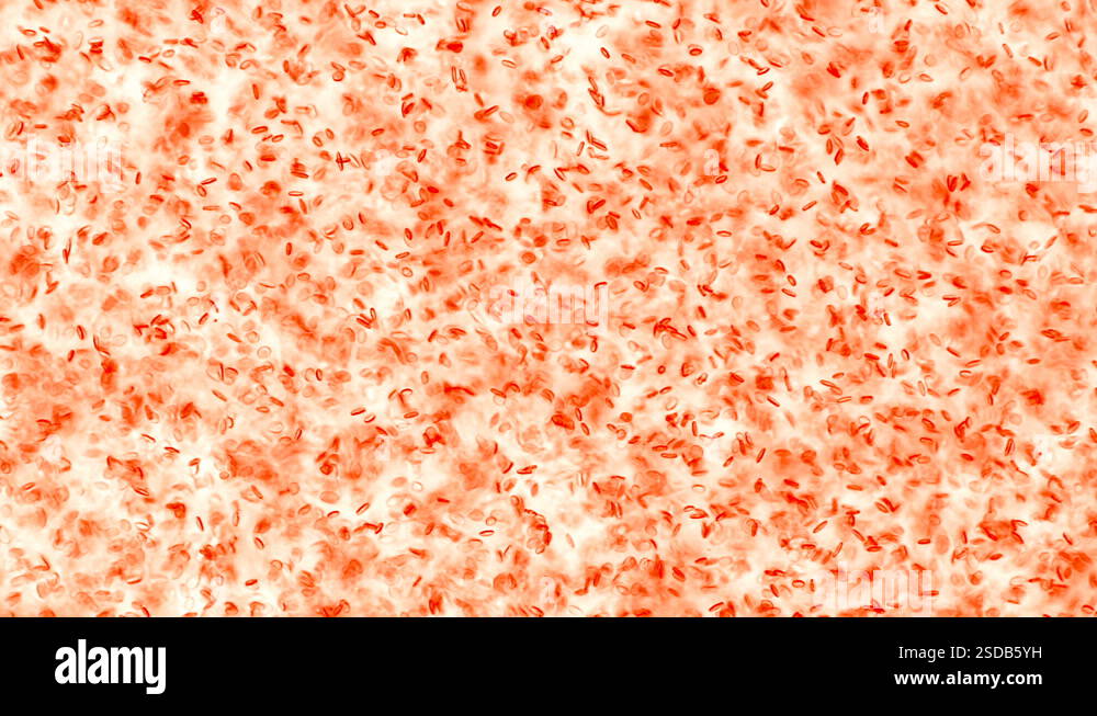Blood under a microscope, the movement of red blood cells Stock Video ...