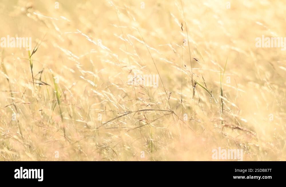 Detail of golden savannah grass slightly moving in the wind, Kenya ...