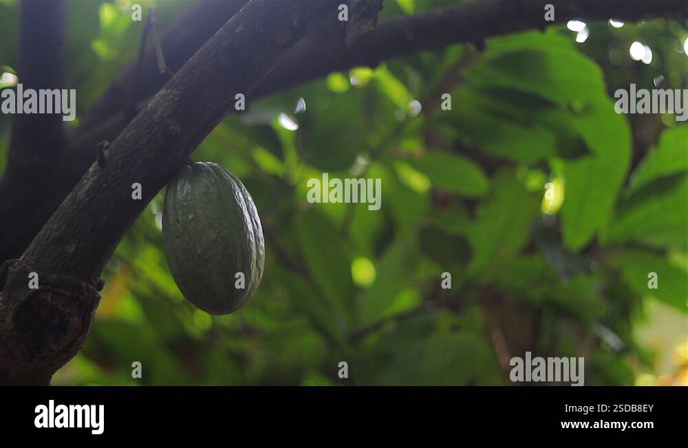 Green cocoa bean hanging from tree in Sri Lanka, 23.98p Stock Video ...