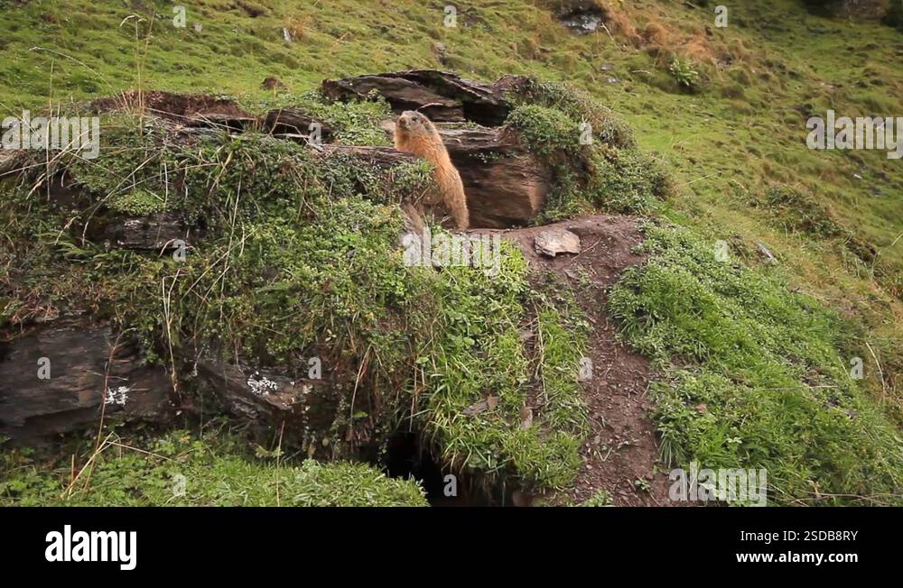 An alert groundhog stands next to it's burrow on a meadow and checks ...