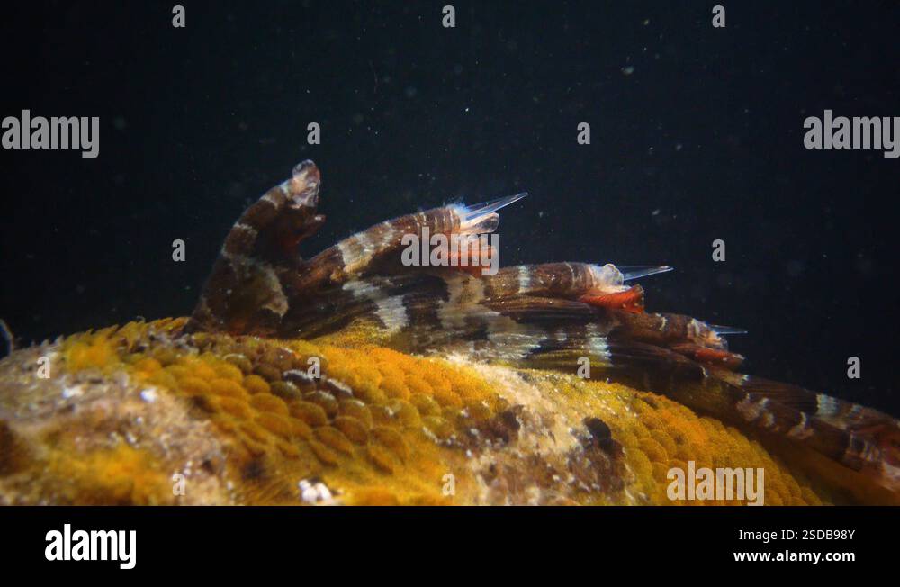 Poison spikes, Poisonous dangerous fish. Fish of the Black Sea ...