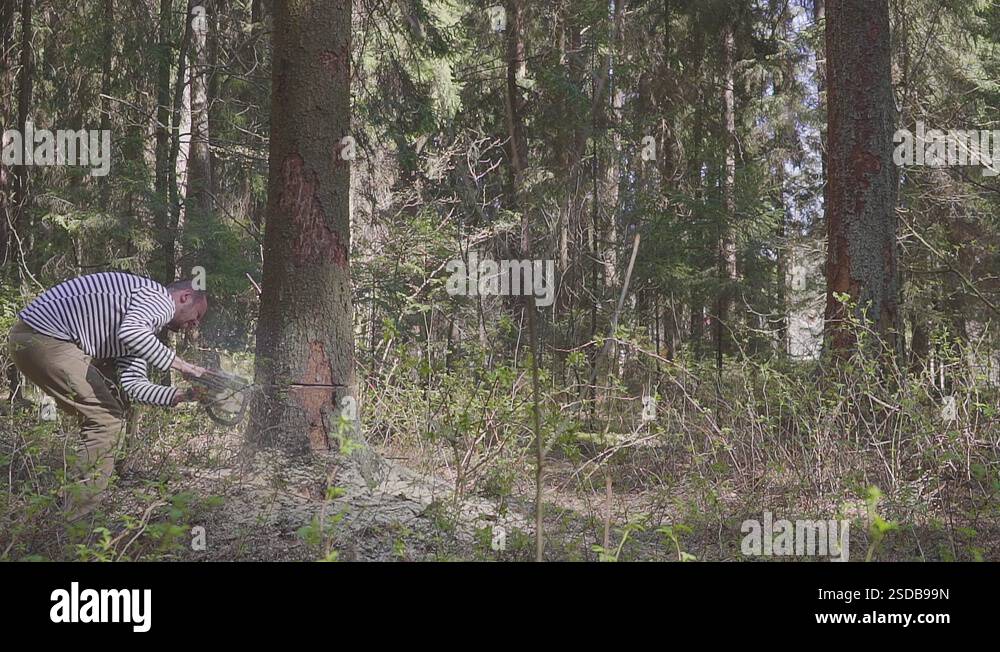 A logger is cutting down a spruce with a big chainsaw. Illegal logging ...