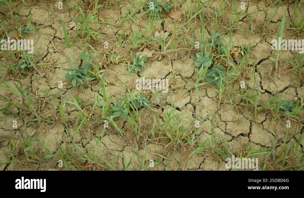 Very drought dry field land wheat Triticum aestivum, drying up soil ...