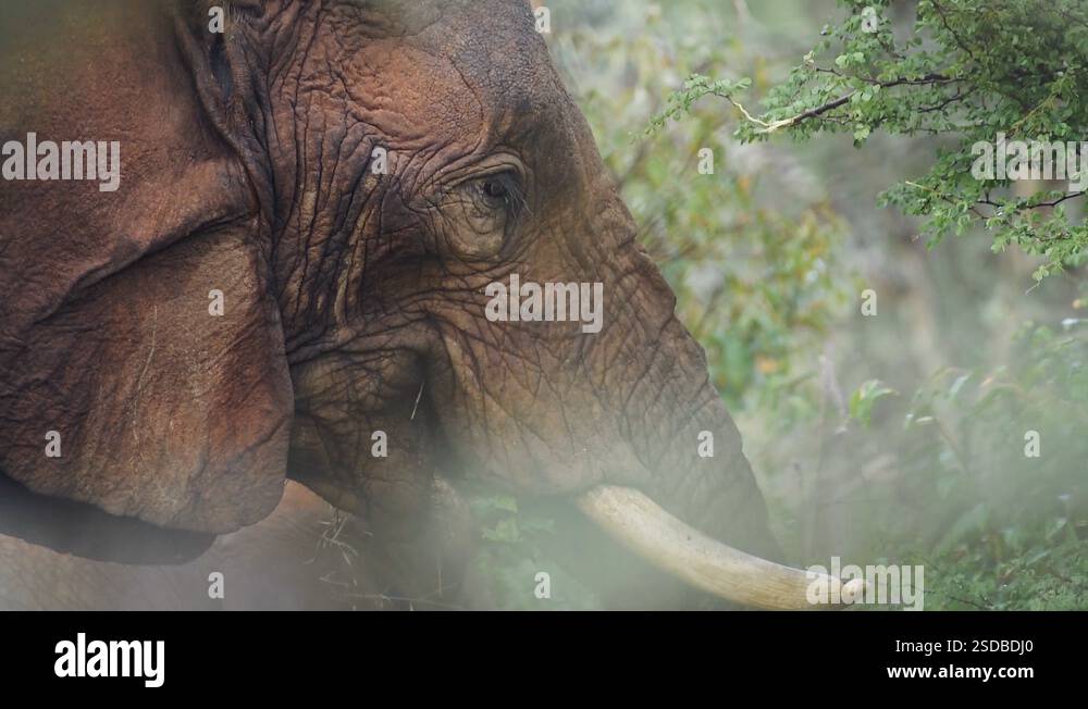 Close up of an elephant eating from a tree in the Kenyan bush, Africa ...