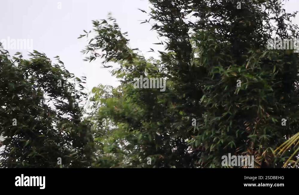 Bamboo trees moving because of the weather Stock Video Footage - Alamy
