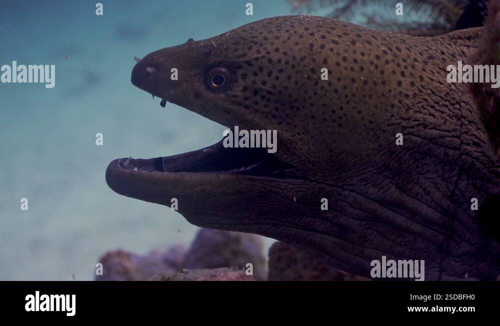 One eyed Moray Eel close up of head side profile with cleaner fish in ...