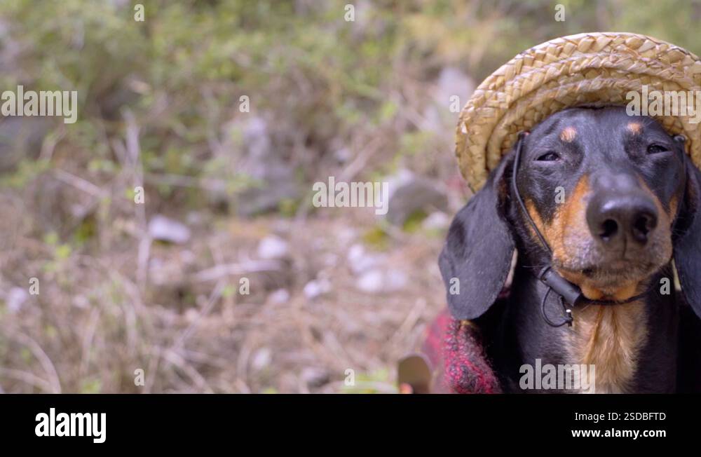 Arrogant face of dog with sombrero hat on his head slowly moves in ...