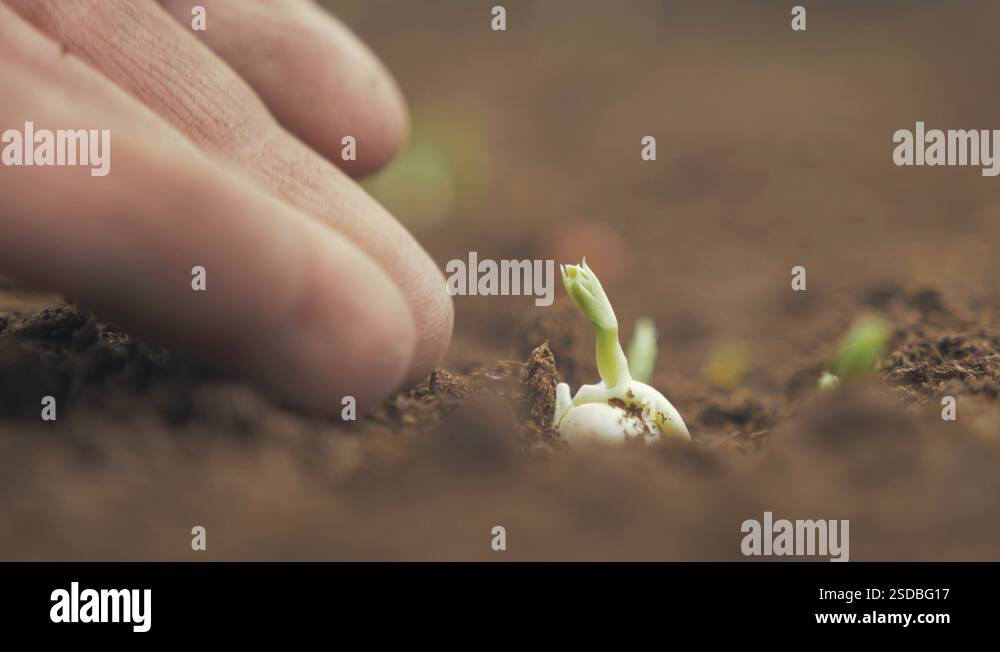 Bean shoot Stock Videos & Footage - HD and 4K Video Clips - Alamy