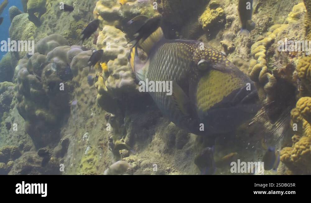 A titan trigger fish filmed eating coral in koh tao, thailand. This ...