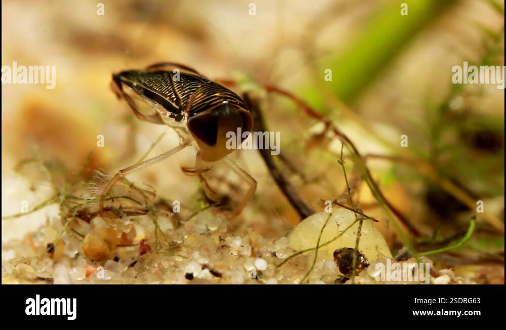 Underwater View of Water Boatman Grooming Stock Video Footage - Alamy