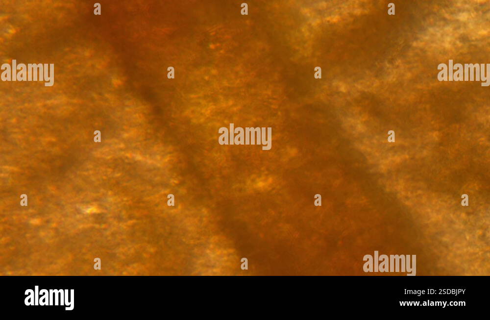 Plant cells under microscope. Microscopy of tomato Stock Video Footage ...