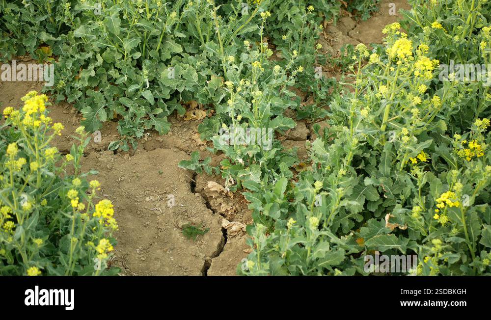 Drought dry field land rape, drying up soil cracked, climate change ...