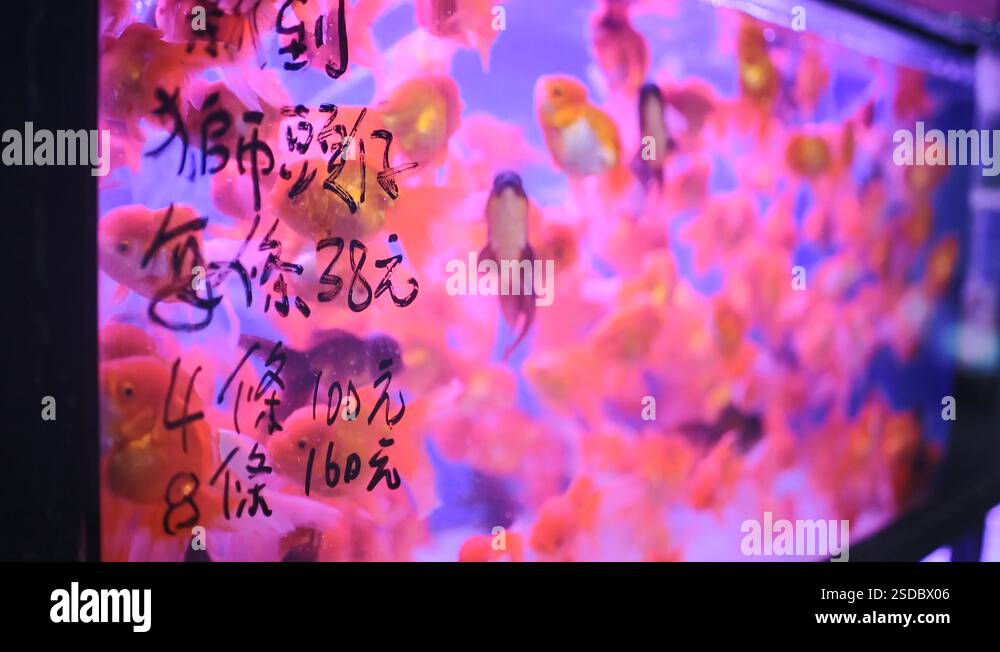 Animal cruelty, with goldfish for sale in aquarium fish tank causing ...