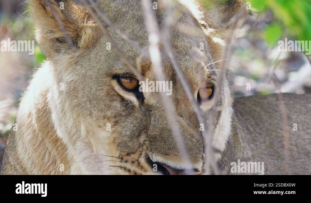 Lioness Looking Through The Bushes In Okavango Delta, Botswana ...